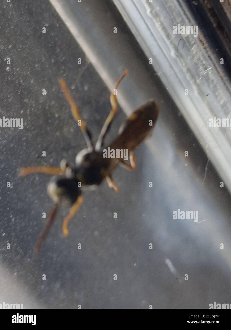 Square-headed Wasps, Sand Wasps, and Allies (Crabronidae Stock Photo ...