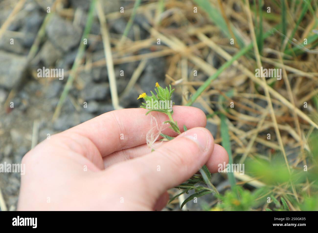 mountain tarweed (Madia glomerata Stock Photo - Alamy