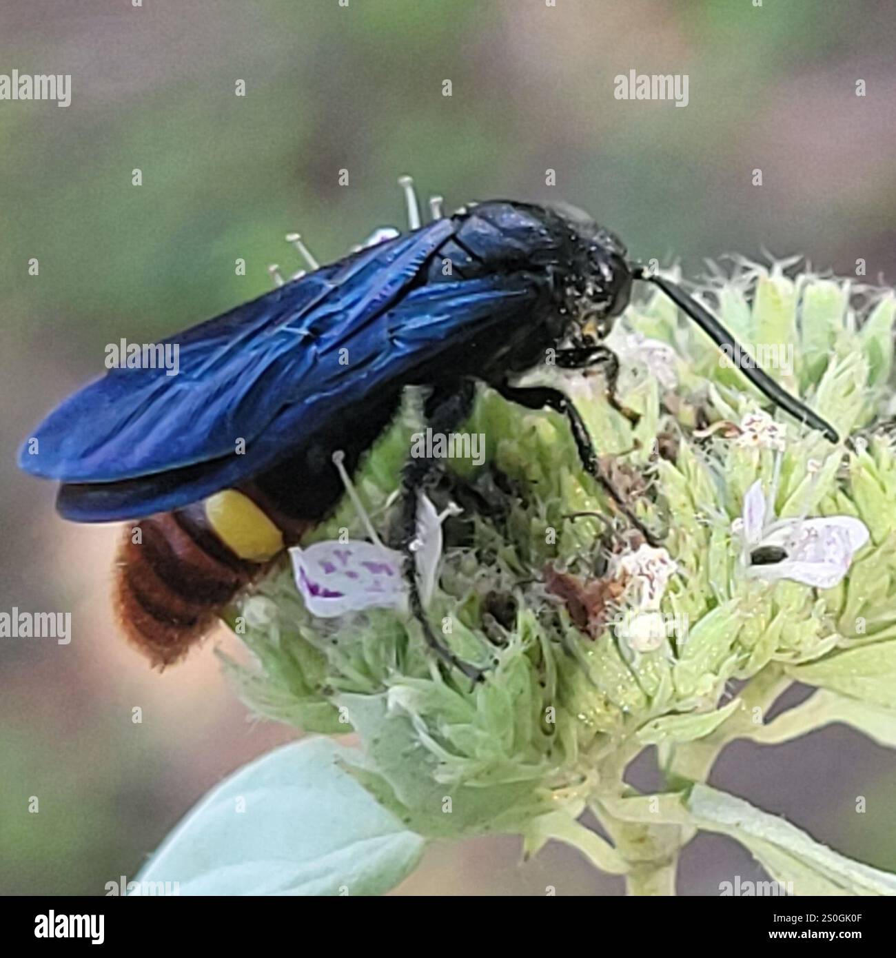 Blue-winged Scoliid Wasp (Scolia dubia Stock Photo - Alamy
