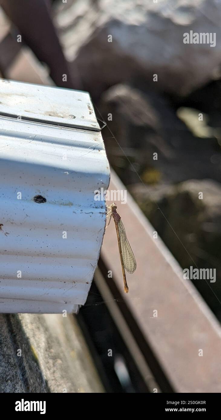 Narrow-winged Damselflies (Coenagrionidae Stock Photo - Alamy