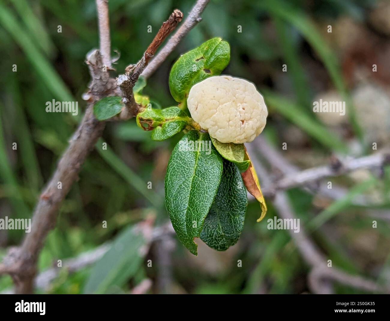 Rhododendron Leaf Gall (Exobasidium rhododendri Stock Photo - Alamy