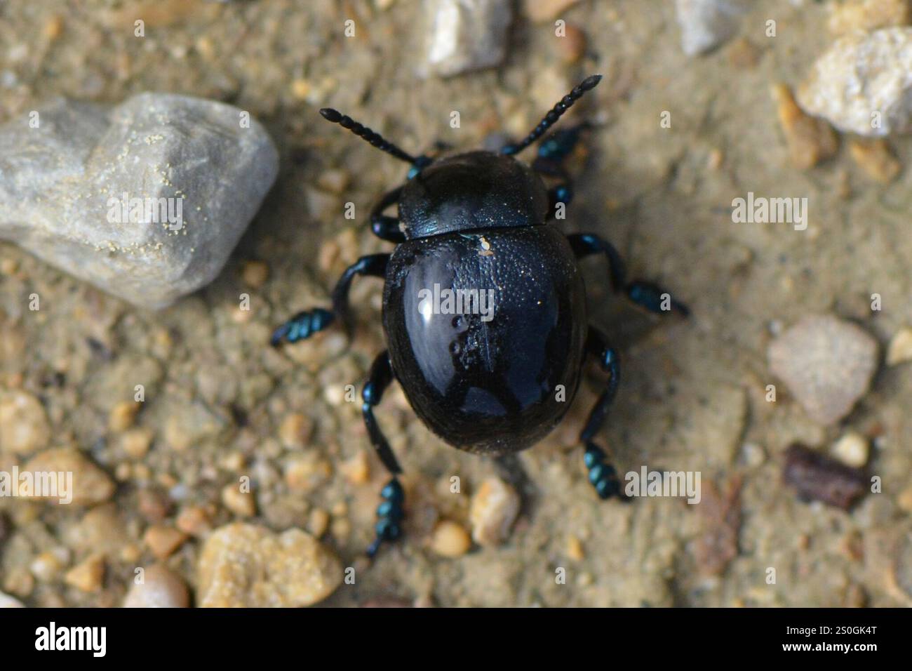 Lesser Bloody-nosed Beetle (Timarcha goettingensis Stock Photo - Alamy