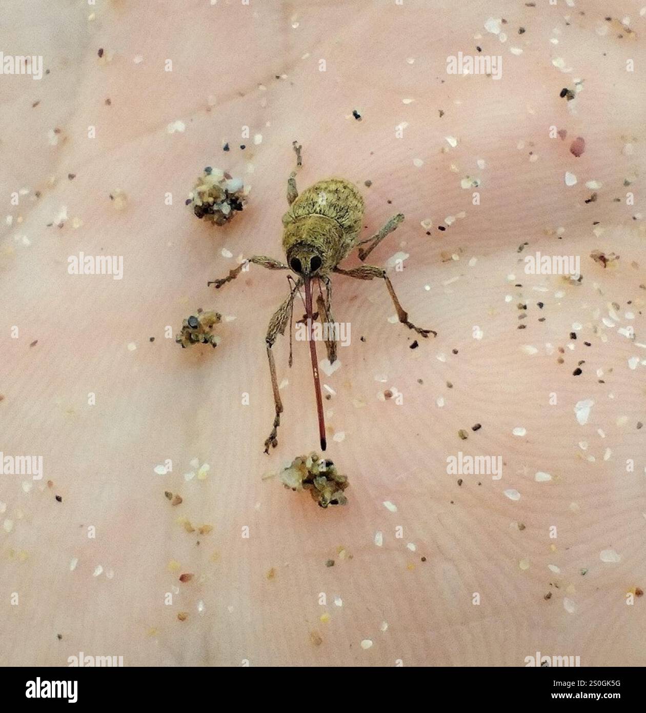 Chestnut weevil curculio elephas hi-res stock photography and images - Alamy