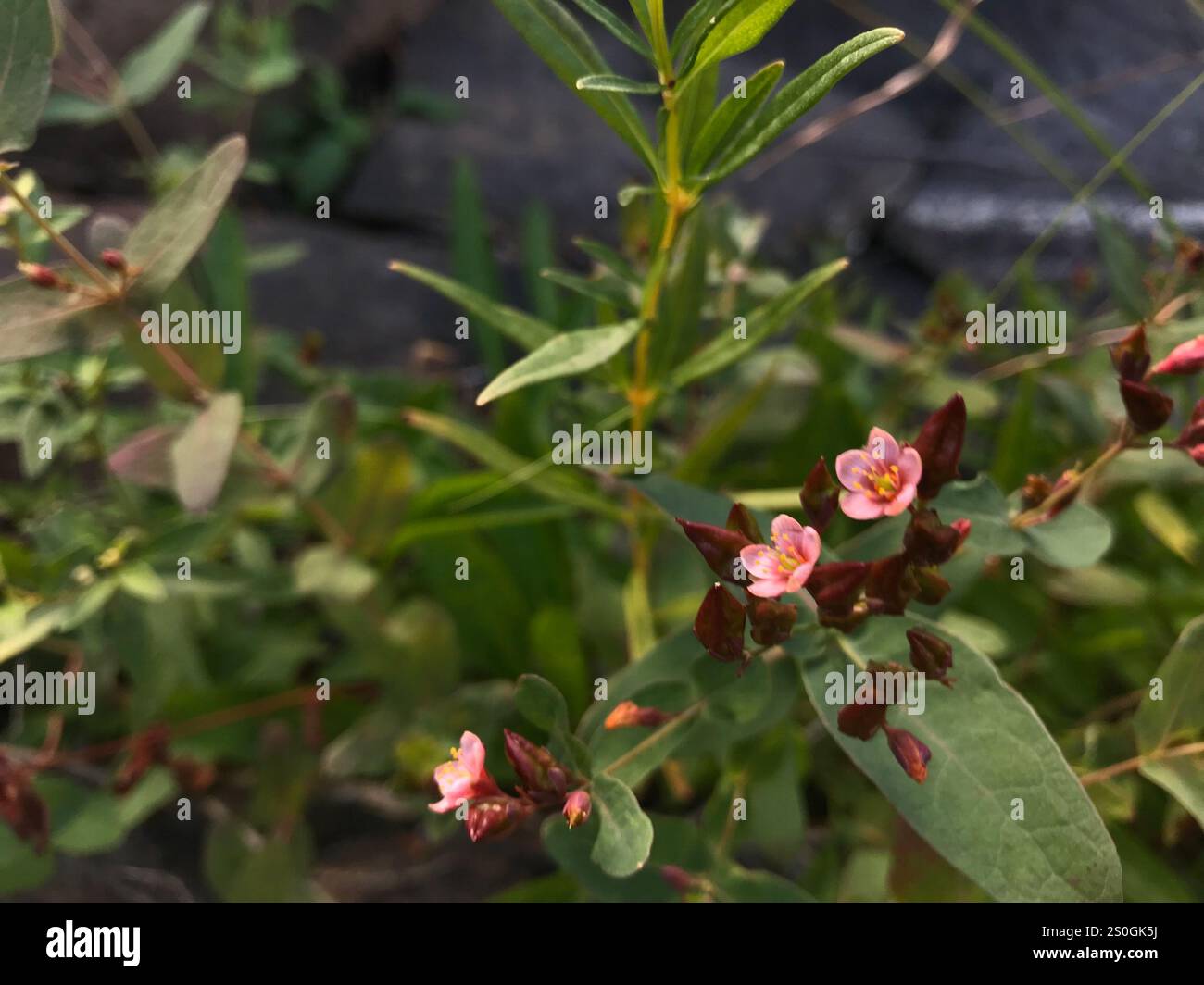 Fraser's marsh St. John's-wort (Hypericum fraseri Stock Photo - Alamy