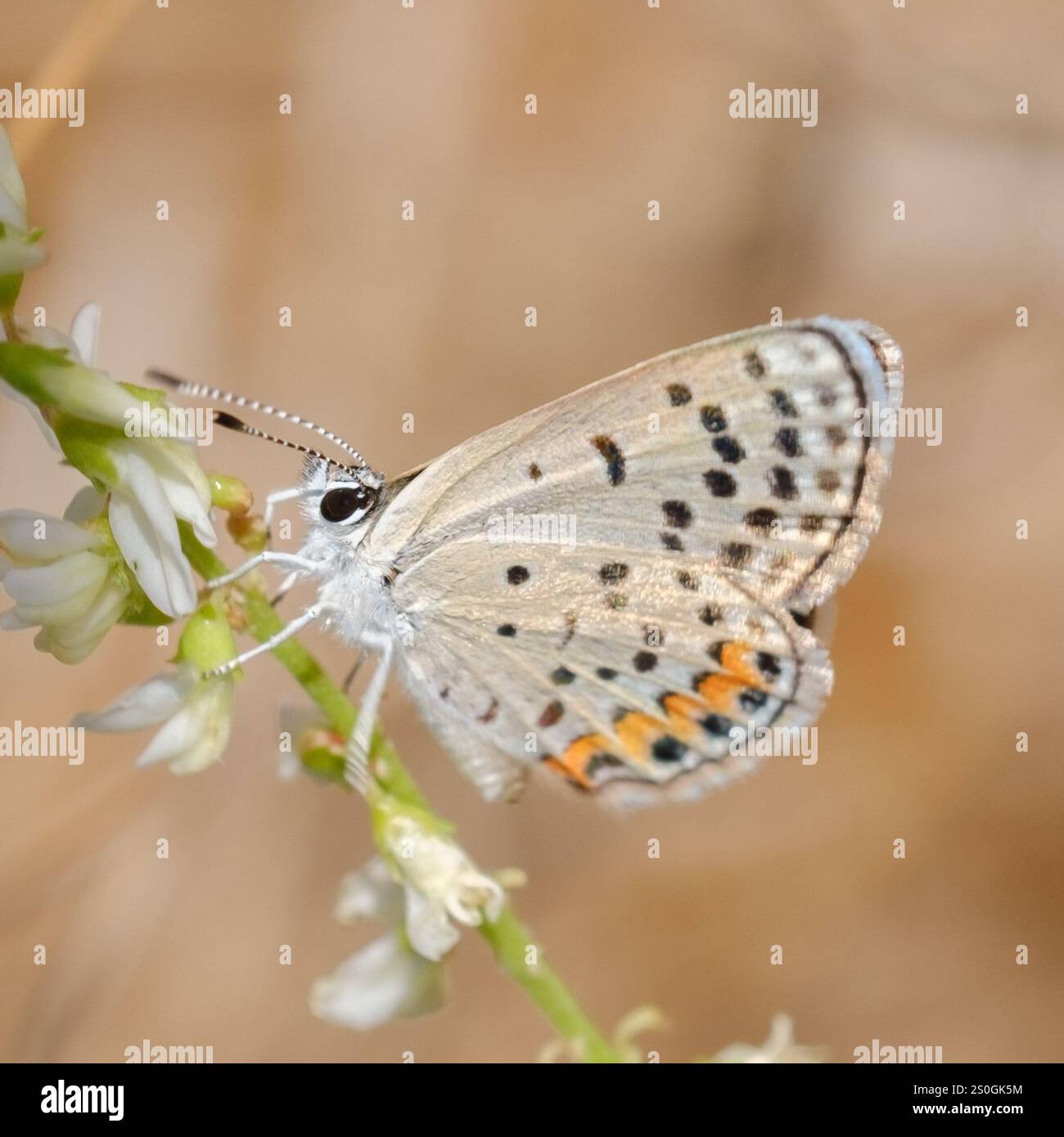 Acmon Blue (Icaricia acmon Stock Photo - Alamy