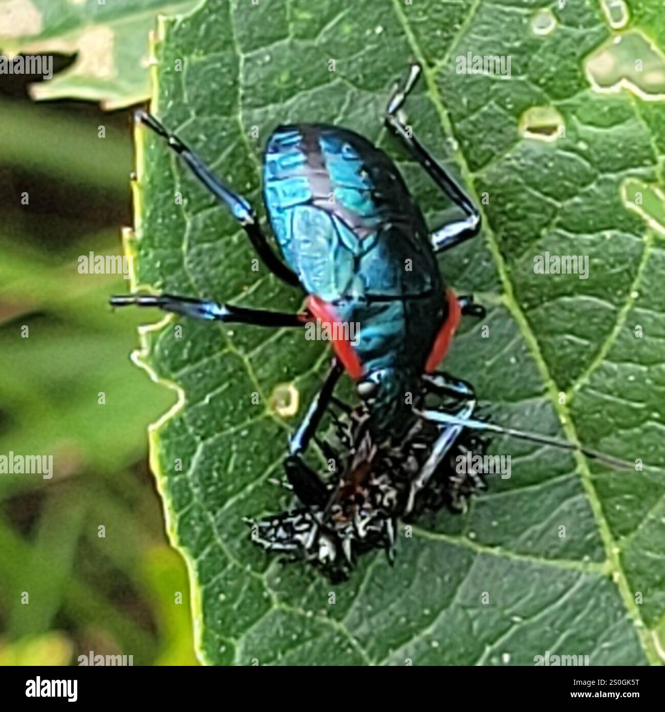 Predatory Stink Bugs (Asopinae Stock Photo - Alamy
