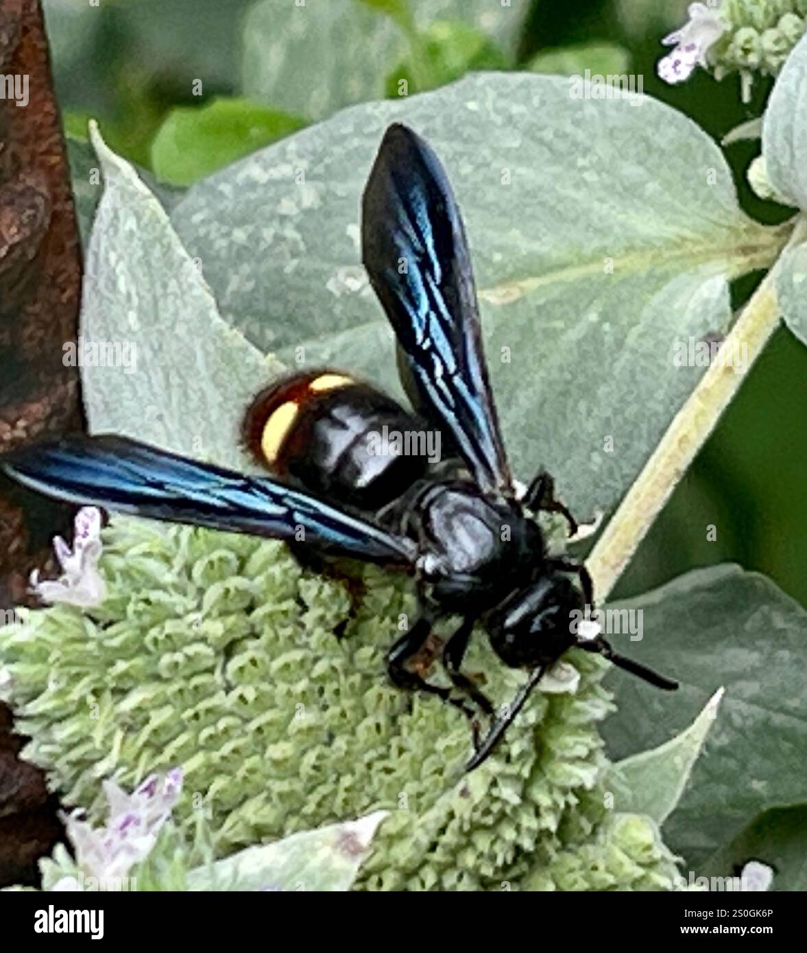 Blue-winged Scoliid Wasp (Scolia dubia Stock Photo - Alamy