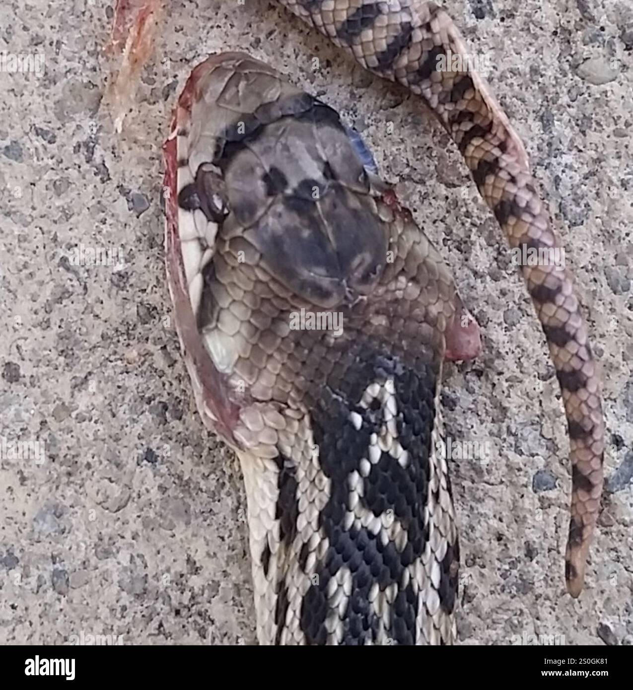 San Diego Gopher Snake (Pituophis catenifer annectens Stock Photo - Alamy