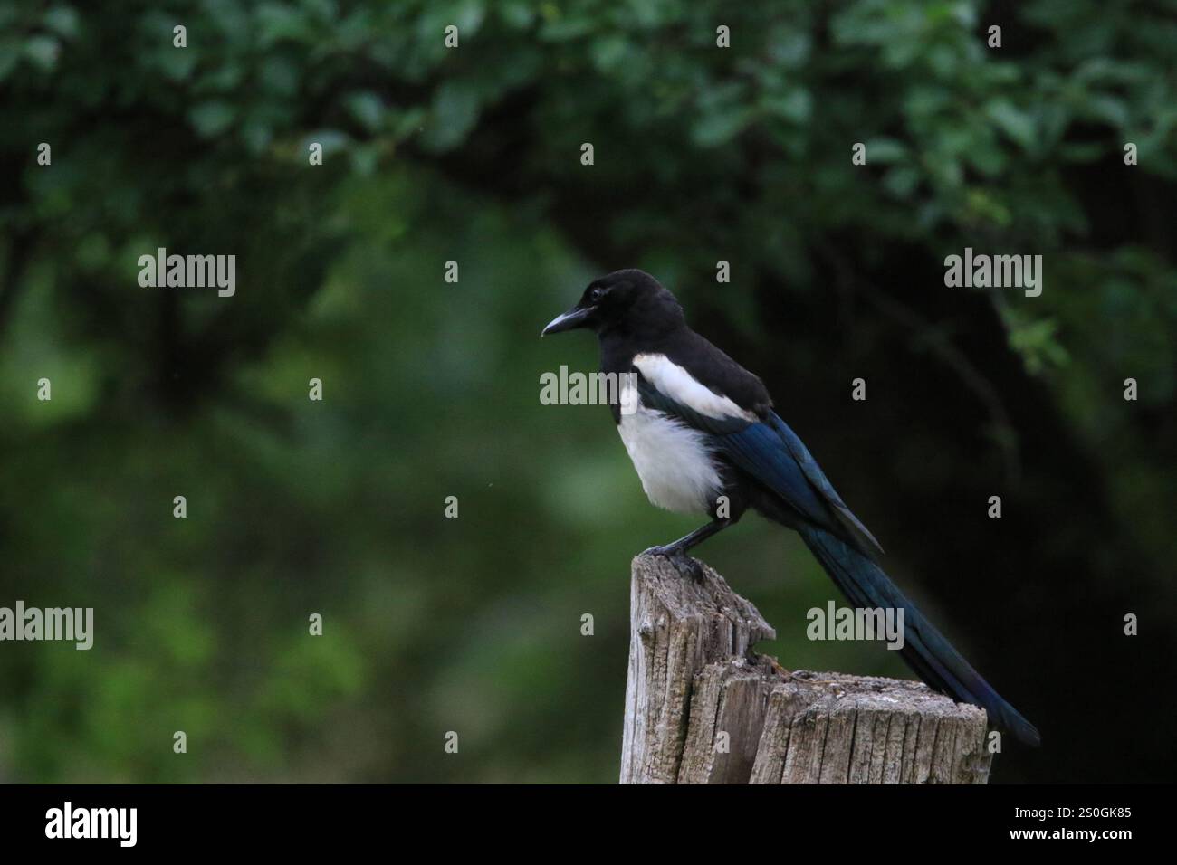 Black-billed Magpie (Pica hudsonia Stock Photo - Alamy
