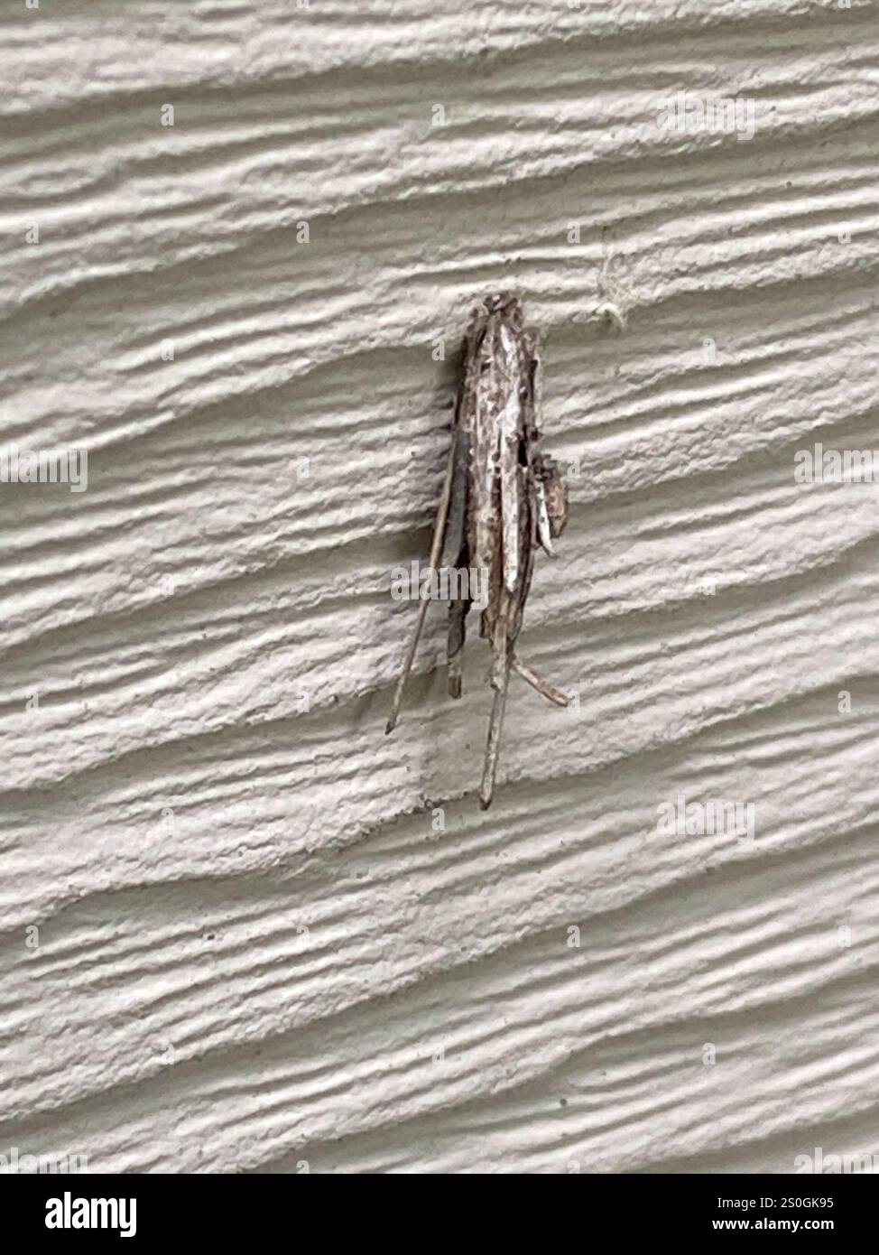 Common Bagworm Moth (Psyche casta Stock Photo - Alamy