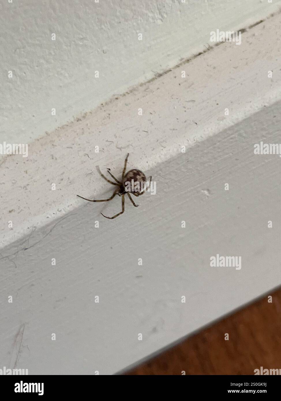 Triangulate Combfoot (Steatoda triangulosa Stock Photo - Alamy