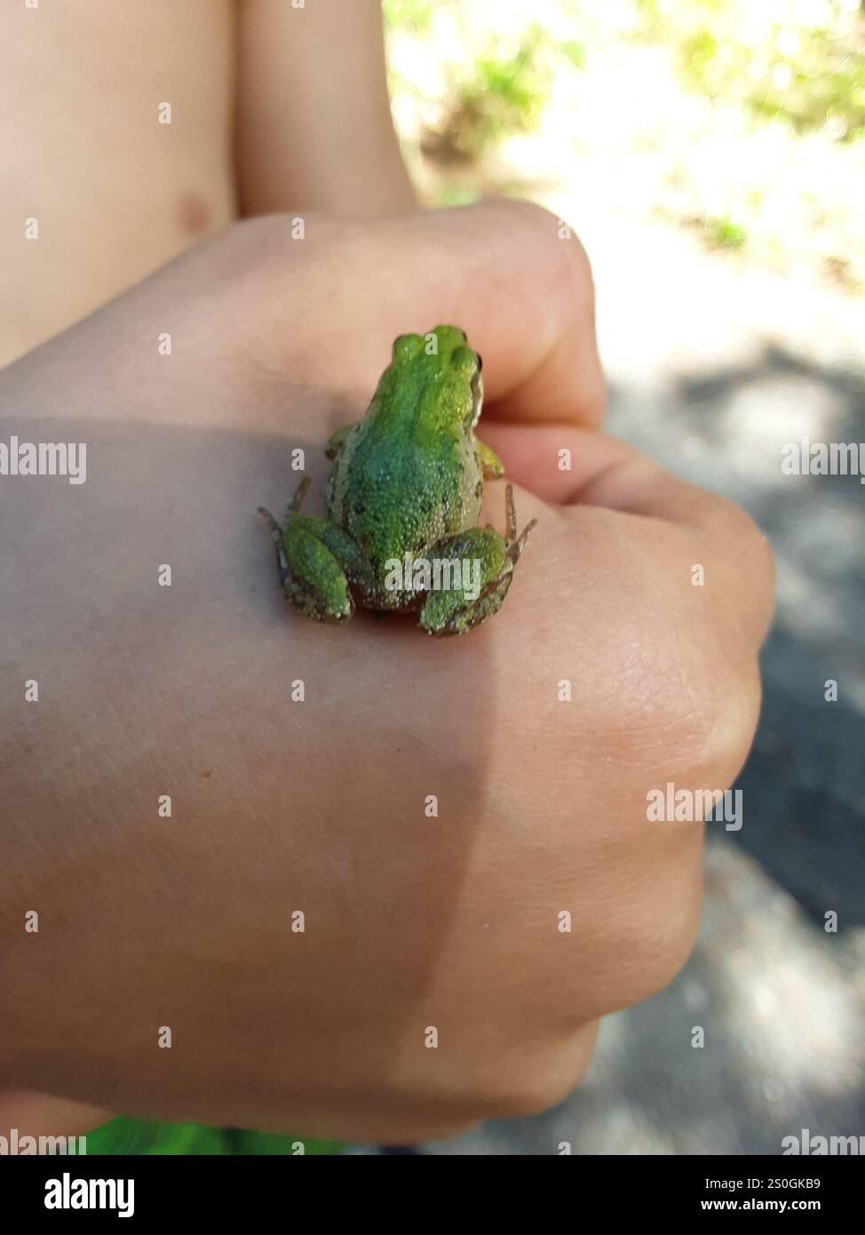 Boreal Chorus Frog (Pseudacris maculata Stock Photo - Alamy