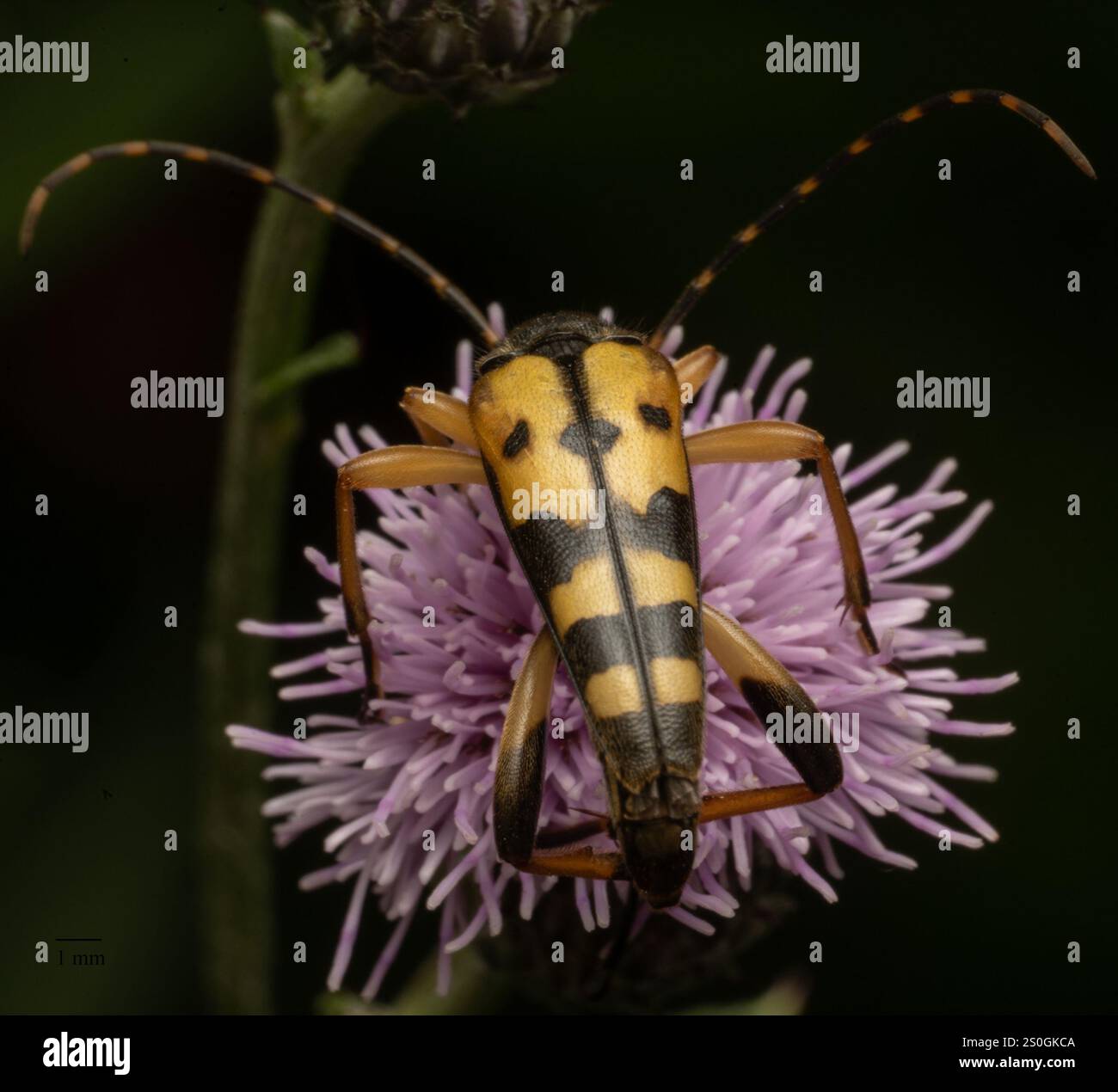 Spotted Longhorn Beetle (Rutpela maculata Stock Photo - Alamy