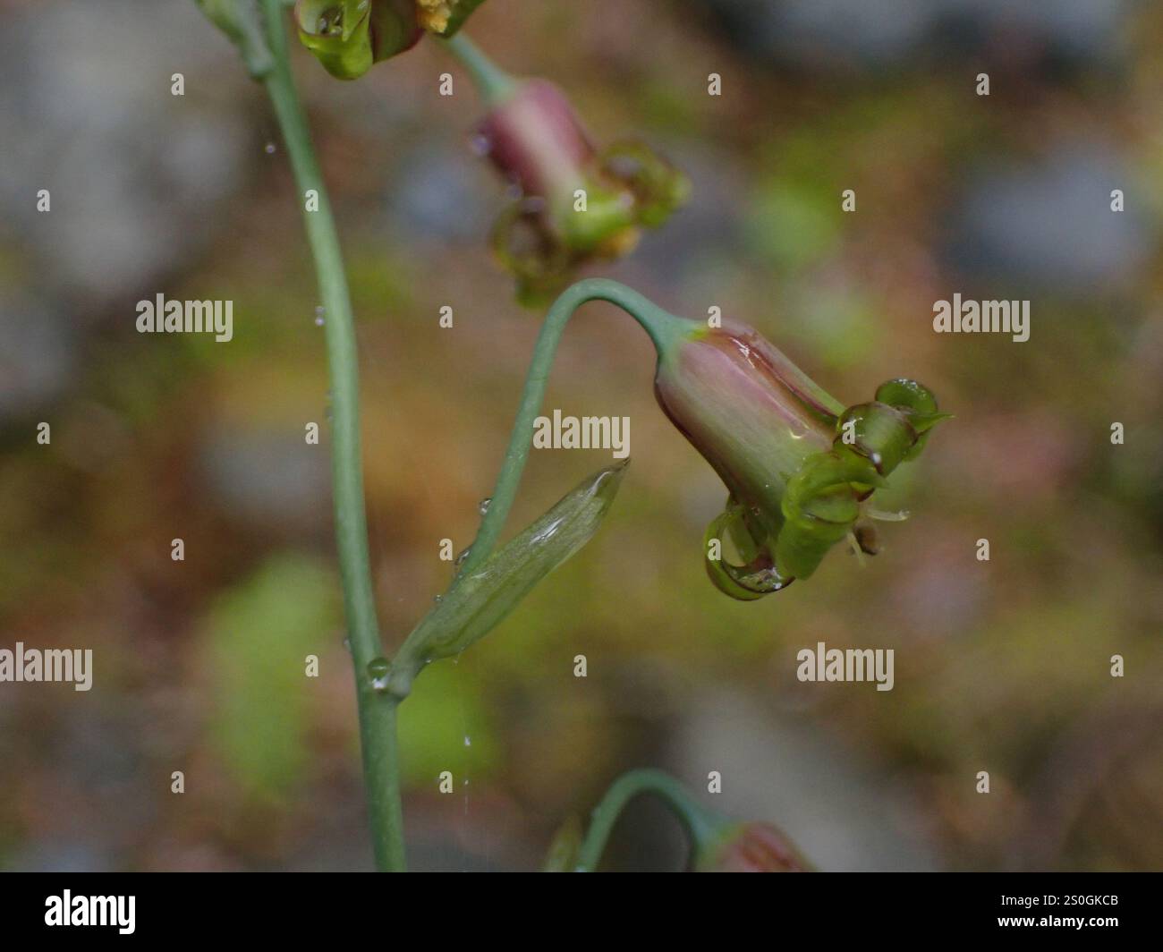 bronze-bells (Anticlea occidentalis Stock Photo - Alamy