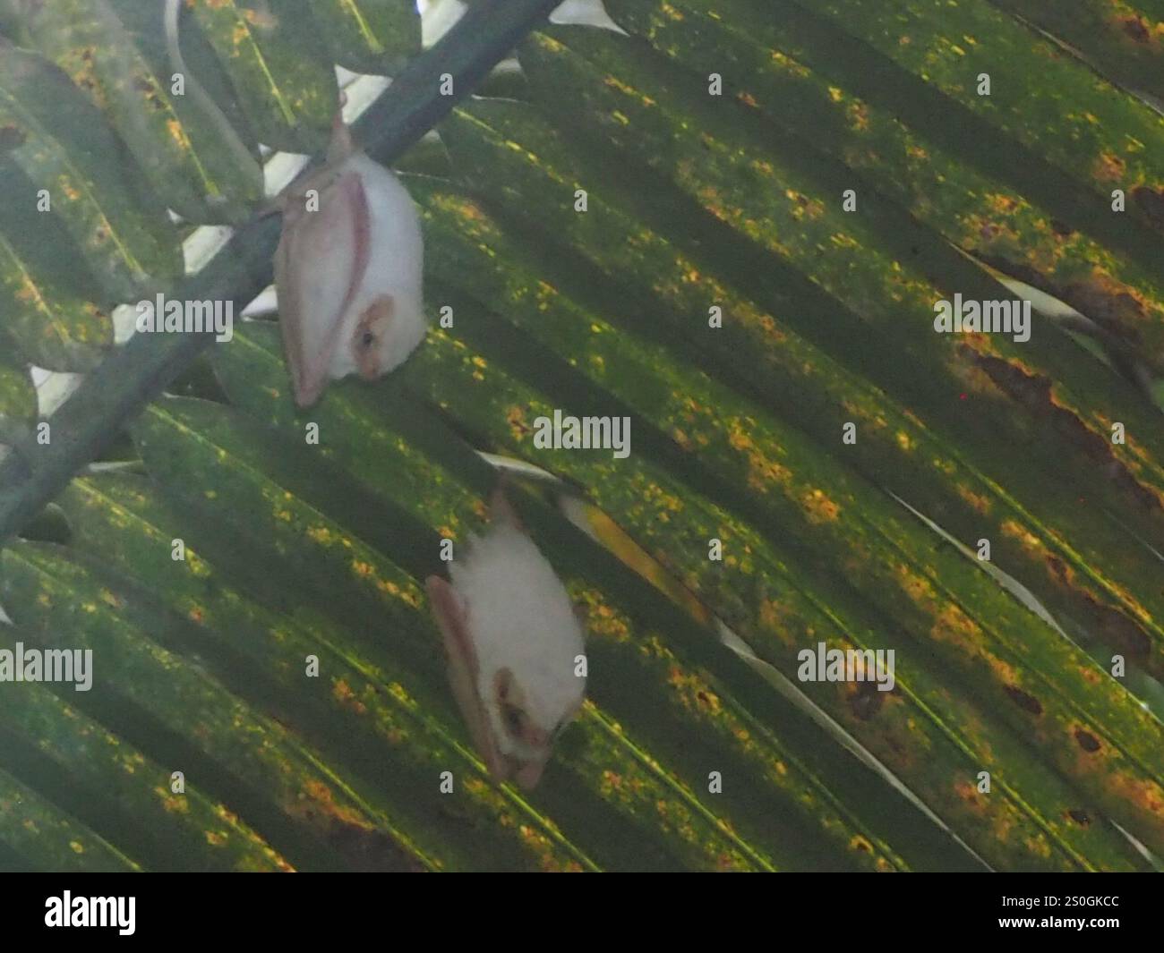 Northern Ghost Bat (Diclidurus albus Stock Photo - Alamy