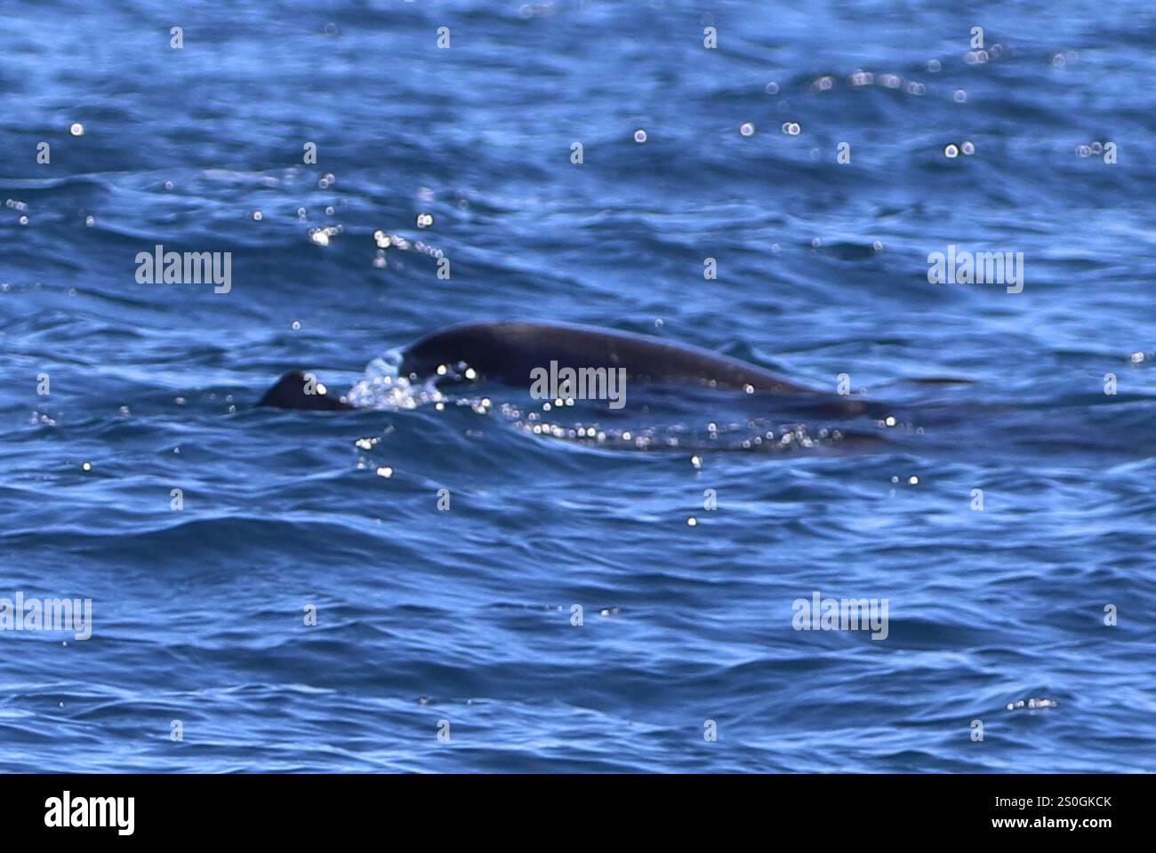 Pygmy Killer Whale (Feresa attenuata Stock Photo - Alamy