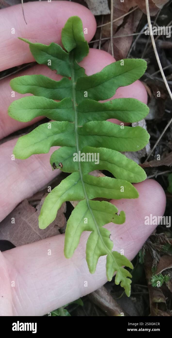 common polypody (Polypodium vulgare Stock Photo - Alamy