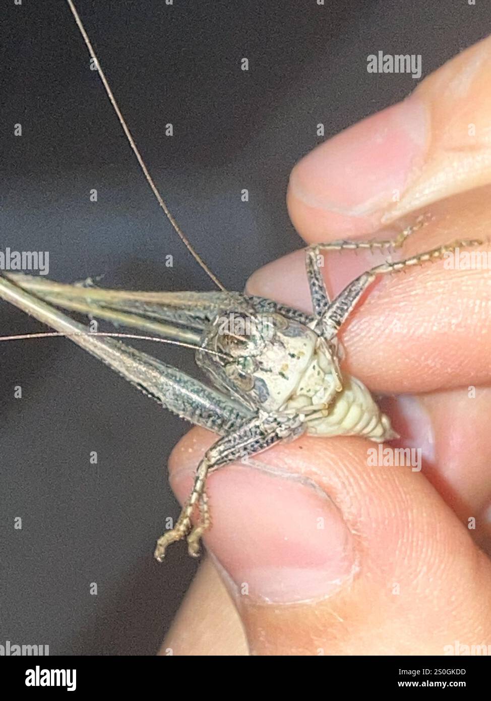 Tuberous Bush-cricket (Platycleis affinis Stock Photo - Alamy