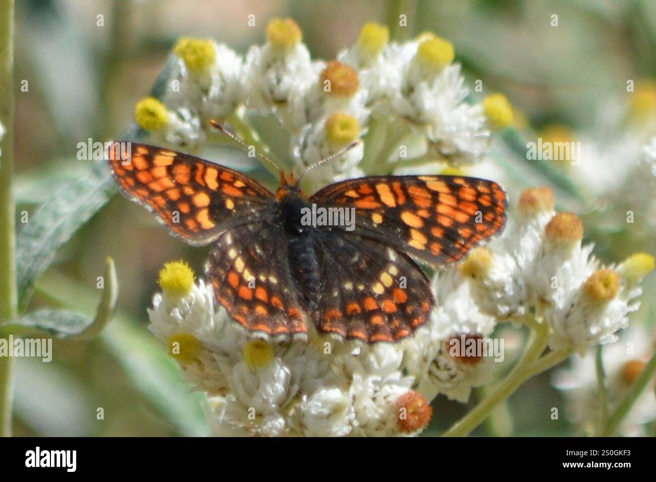 Hoffmann's Checkerspot (Chlosyne hoffmanni Stock Photo - Alamy