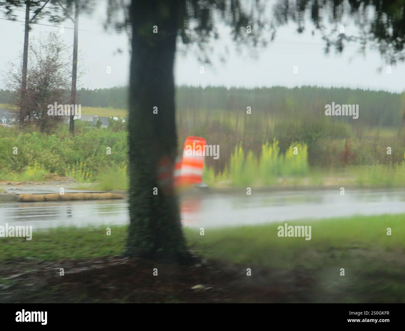 Showy Rattlebox (Crotalaria spectabilis Stock Photo - Alamy