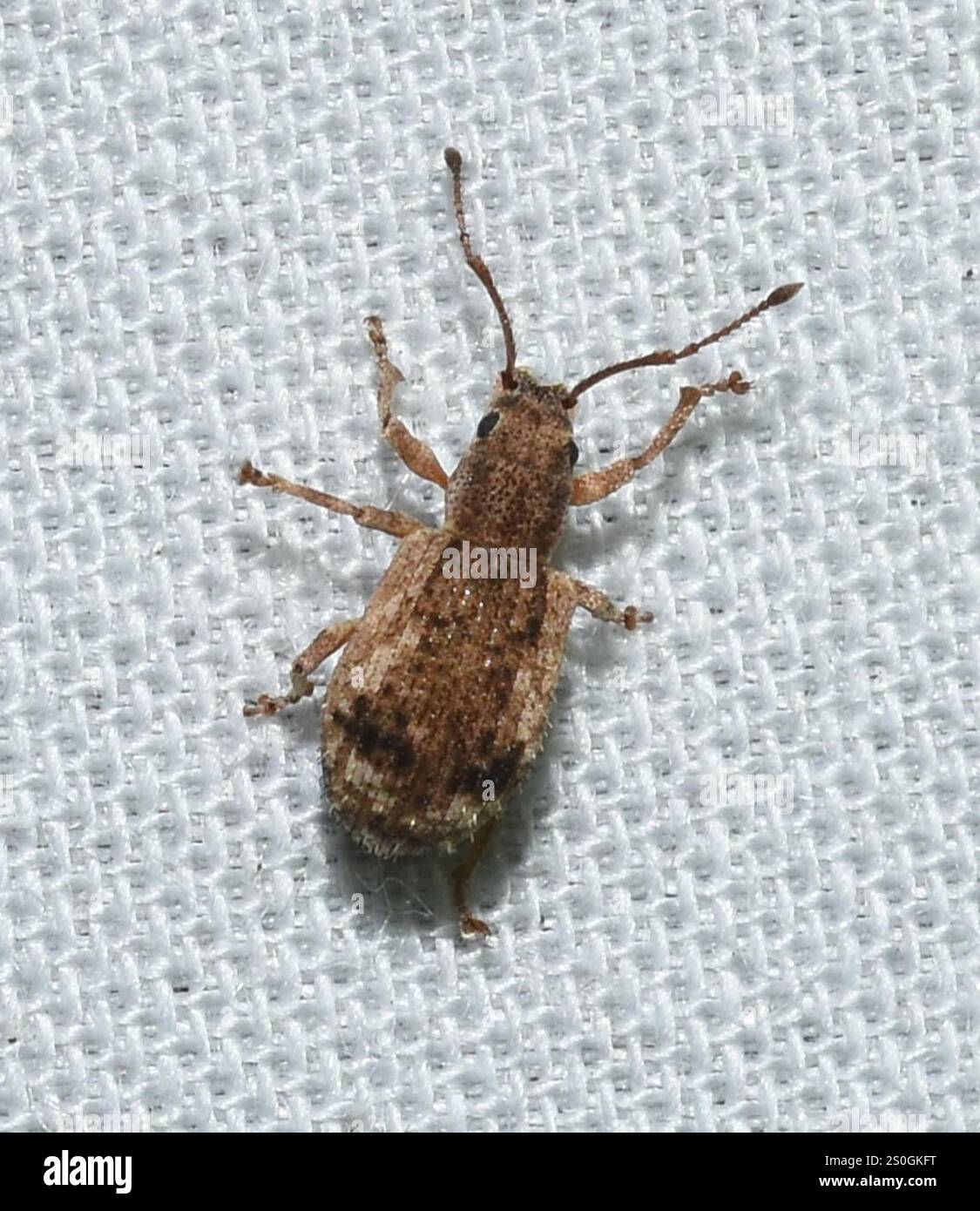Peach Root Weevil (Pseudoedophrys hilleri Stock Photo - Alamy