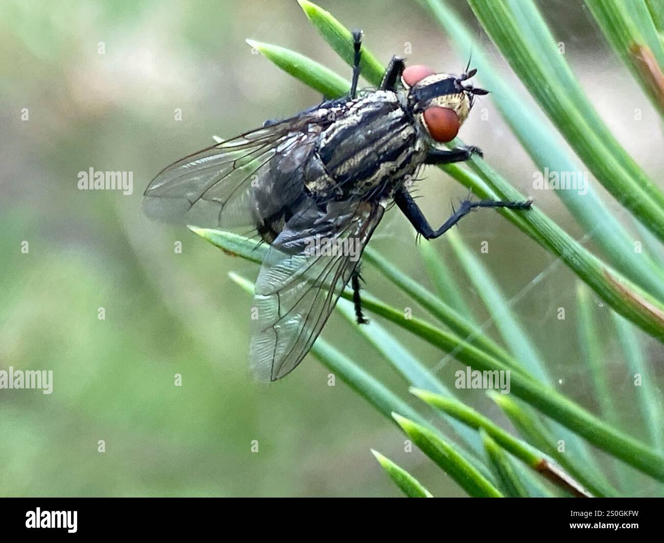 Common Flesh Flies (Sarcophaga Stock Photo - Alamy