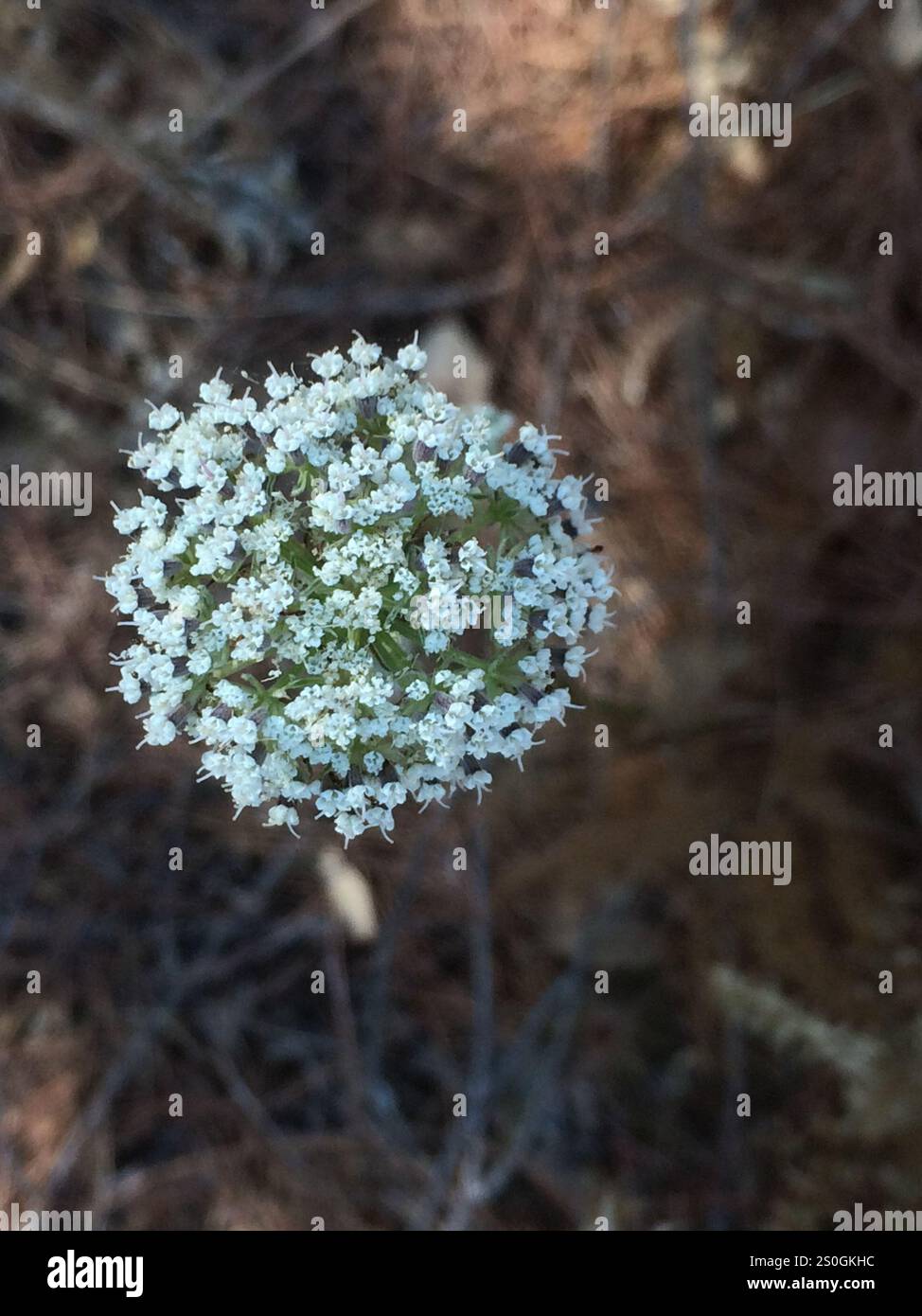 bisnaga (Visnaga daucoides Stock Photo - Alamy