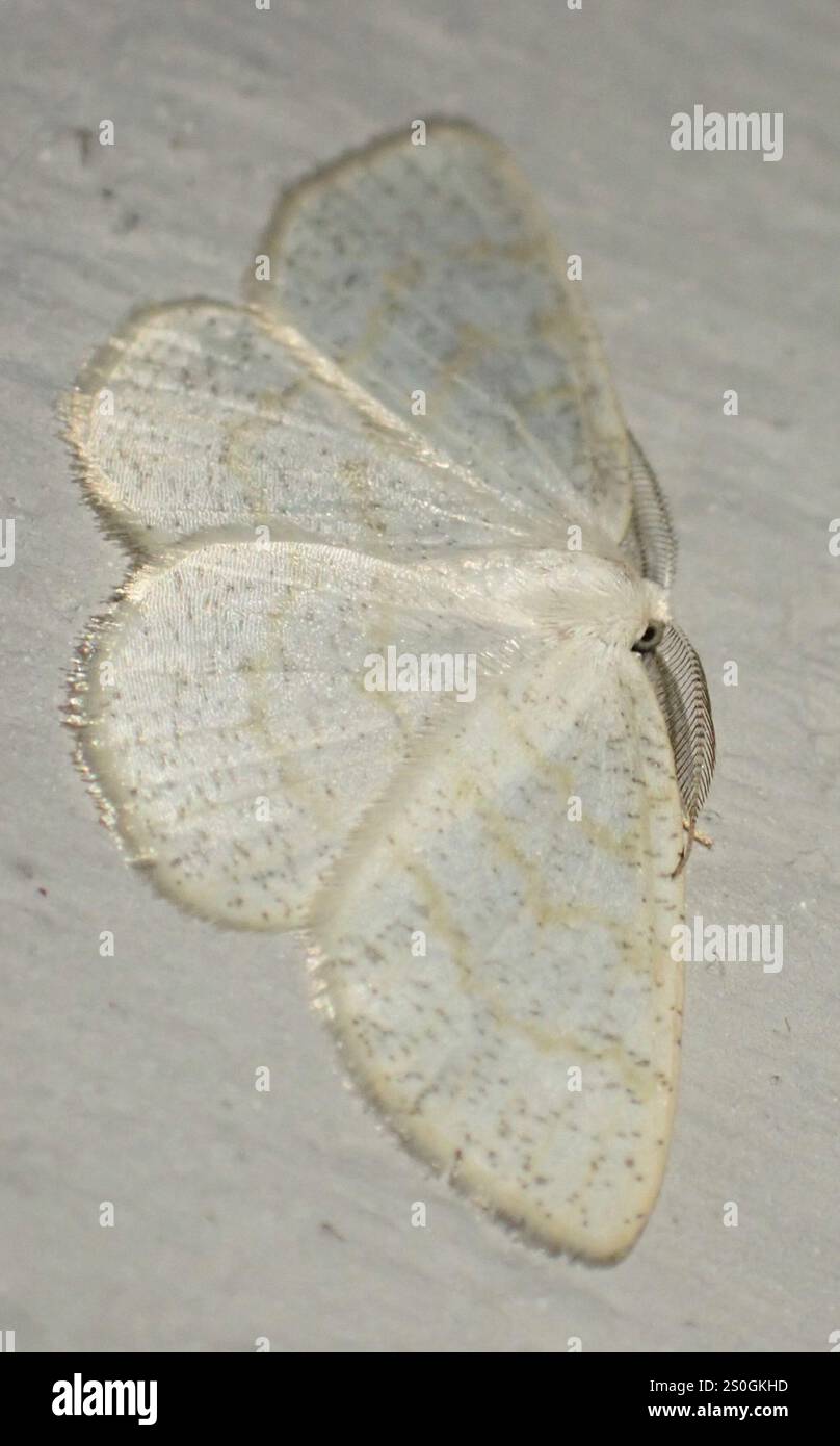 Northern Wave Moth (Cabera exanthemata Stock Photo - Alamy