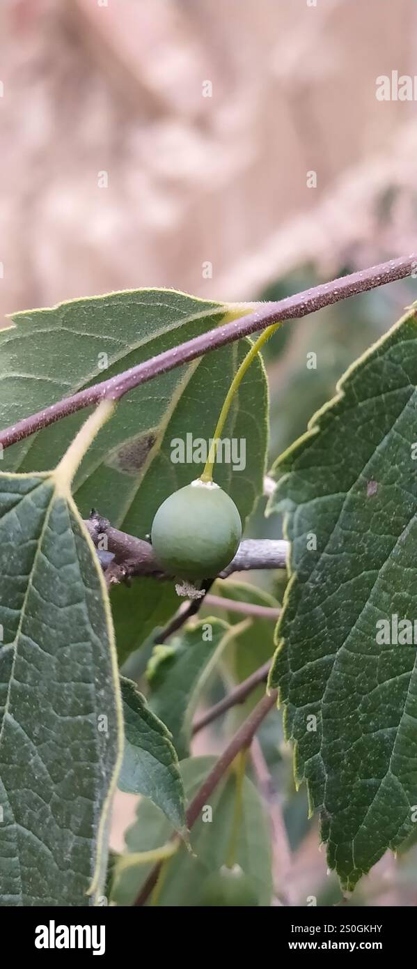 Nettle tree (Celtis australis Stock Photo - Alamy