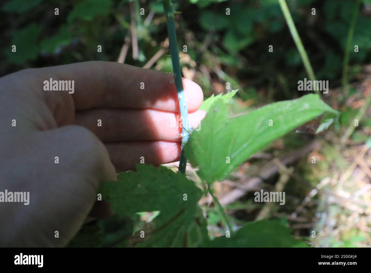 whitebark raspberry (Rubus leucodermis Stock Photo - Alamy
