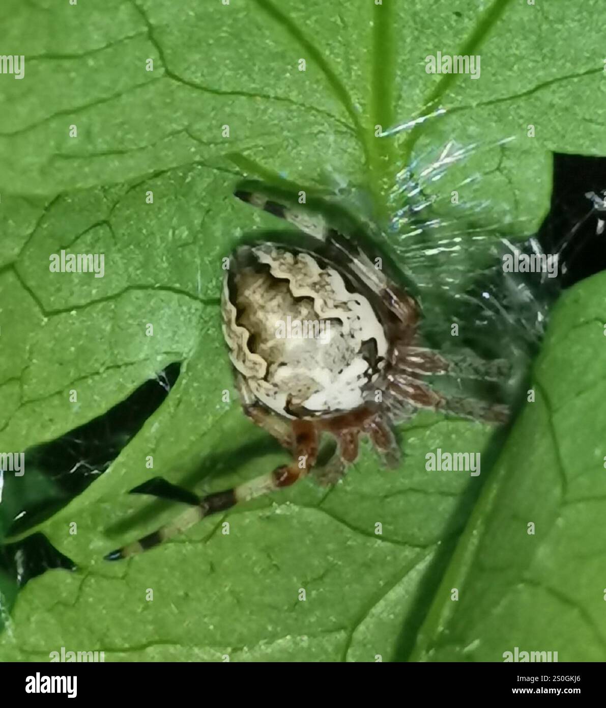 Marbled Orbweaver (Araneus marmoreus Stock Photo - Alamy