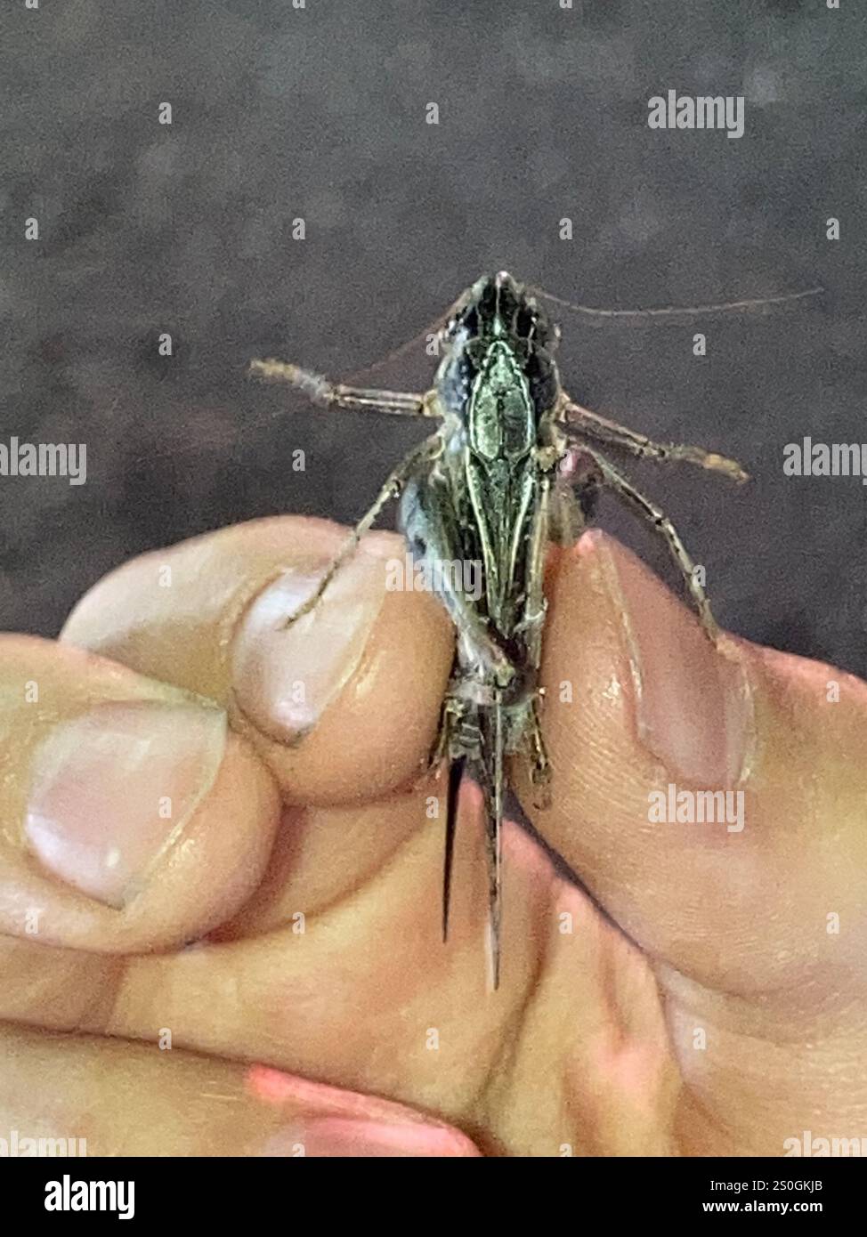 Tuberous Bush-cricket (Platycleis affinis Stock Photo - Alamy