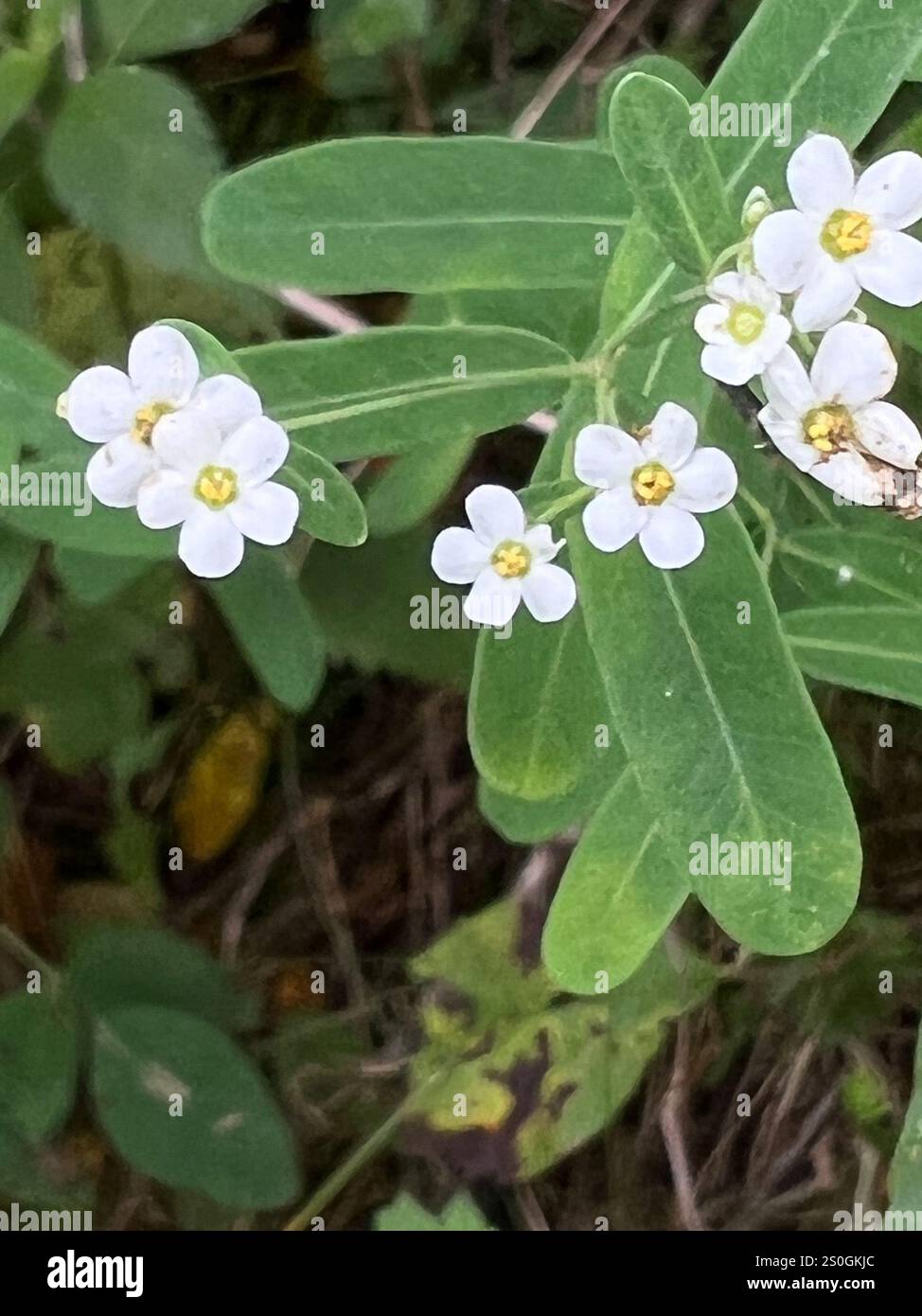 flowering spurge (Euphorbia corollata Stock Photo - Alamy