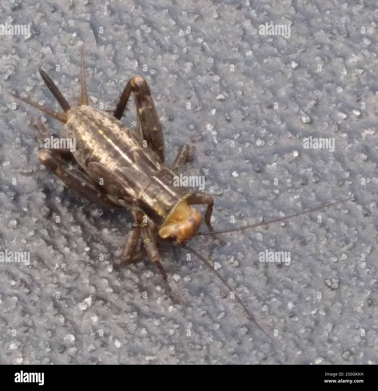 Striped Ground Cricket (Allonemobius fasciatus Stock Photo - Alamy