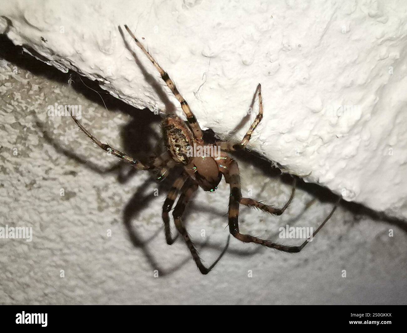 Thorelli hi-res stock photography and images - Alamy