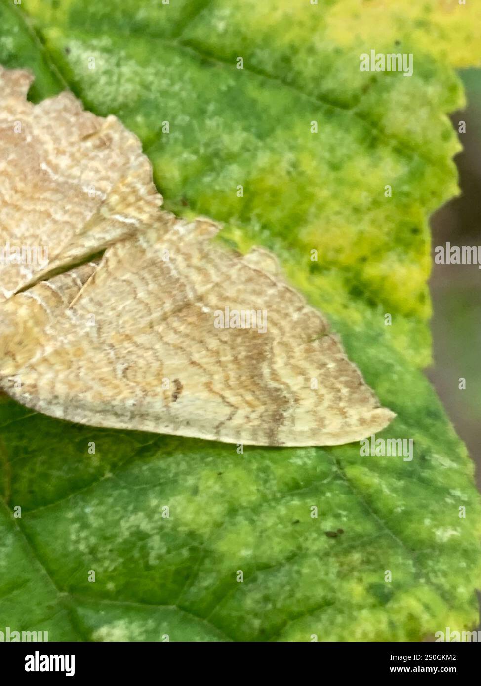 Yellow Shell Moth (Camptogramma bilineata Stock Photo - Alamy