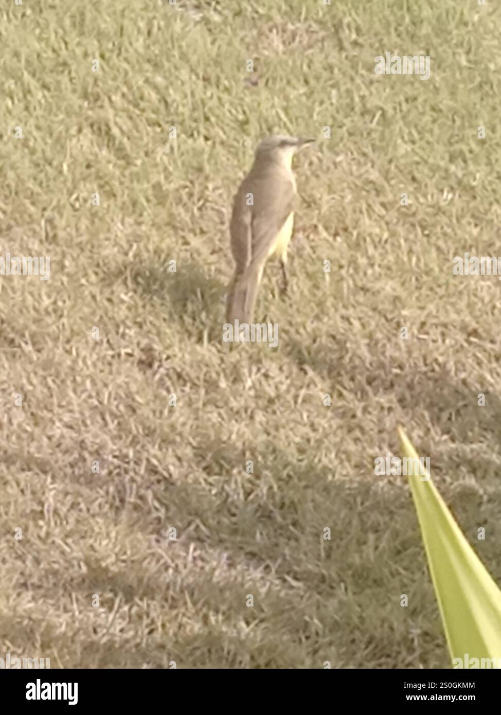 Cattle Tyrant (Machetornis rixosa Stock Photo - Alamy