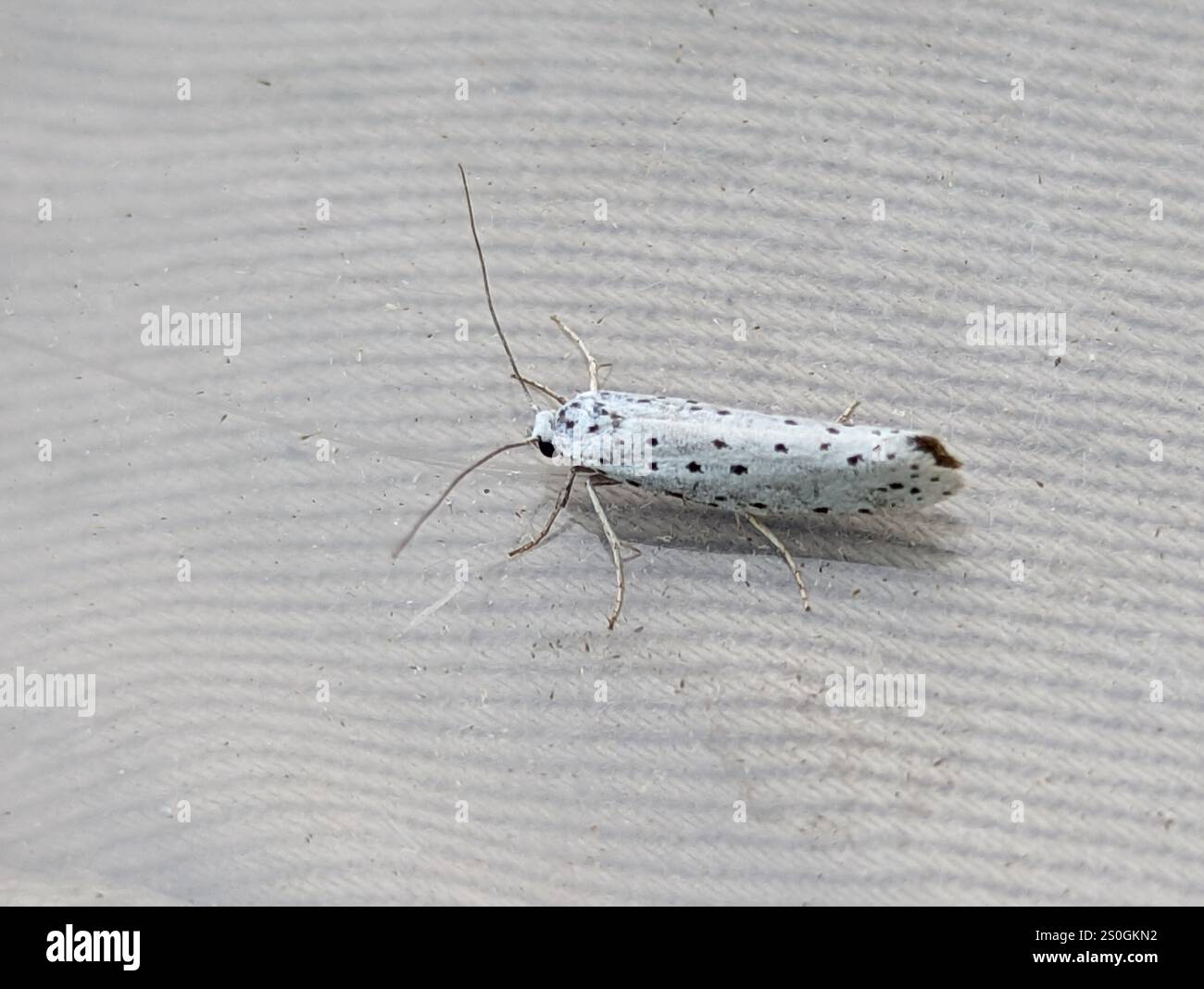 Small Ermine Moths (Yponomeuta Stock Photo - Alamy