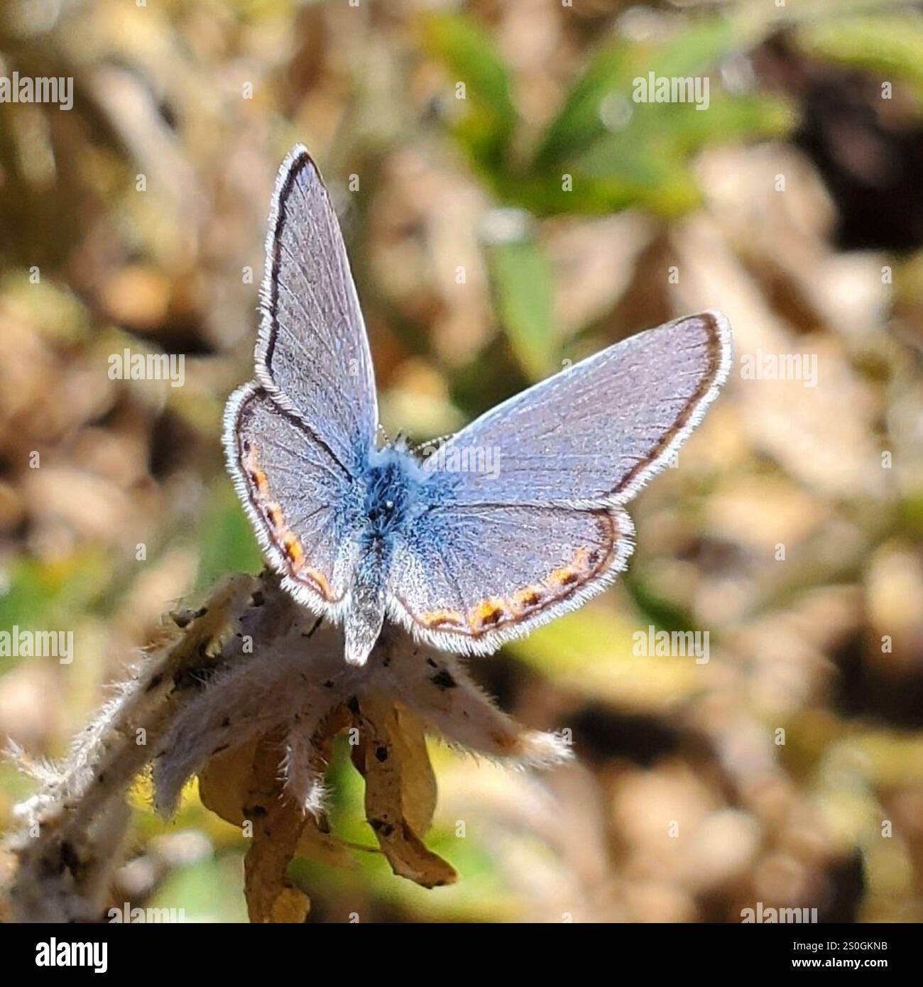 Acmon Blue (Icaricia acmon Stock Photo - Alamy