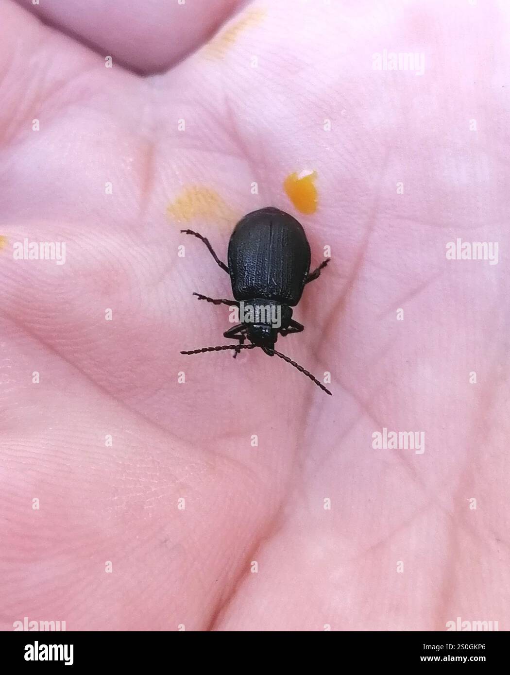 black-punctured leaf beetle (Galeruca tanaceti Stock Photo - Alamy