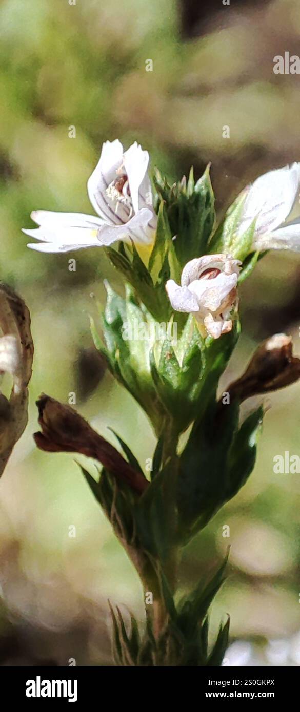 Common Eyebright (Euphrasia nemorosa Stock Photo - Alamy