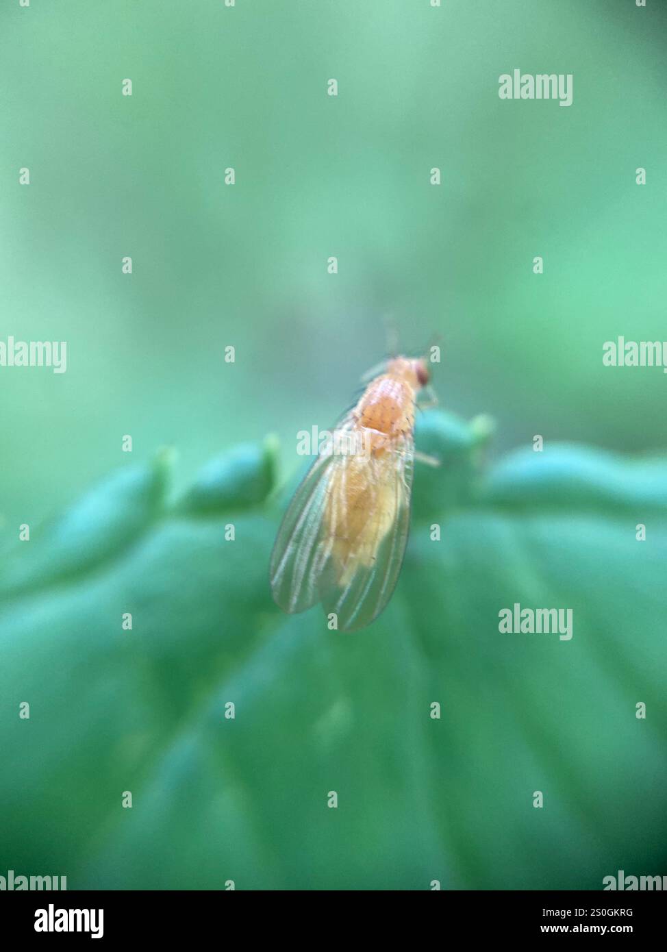 Meiosimyza rorida hi-res stock photography and images - Alamy