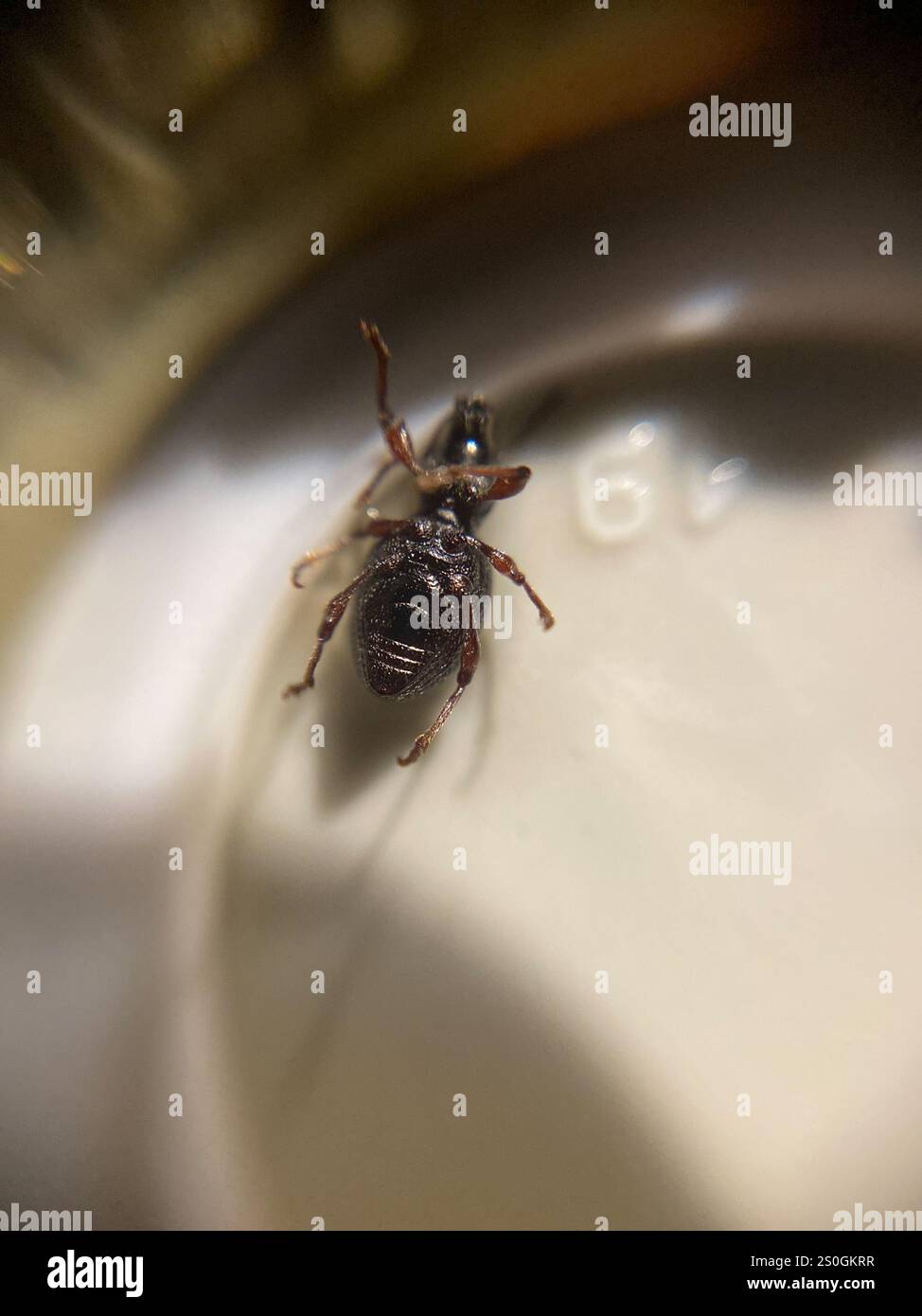 Strawberry Root Weevil (Otiorhynchus ovatus Stock Photo - Alamy