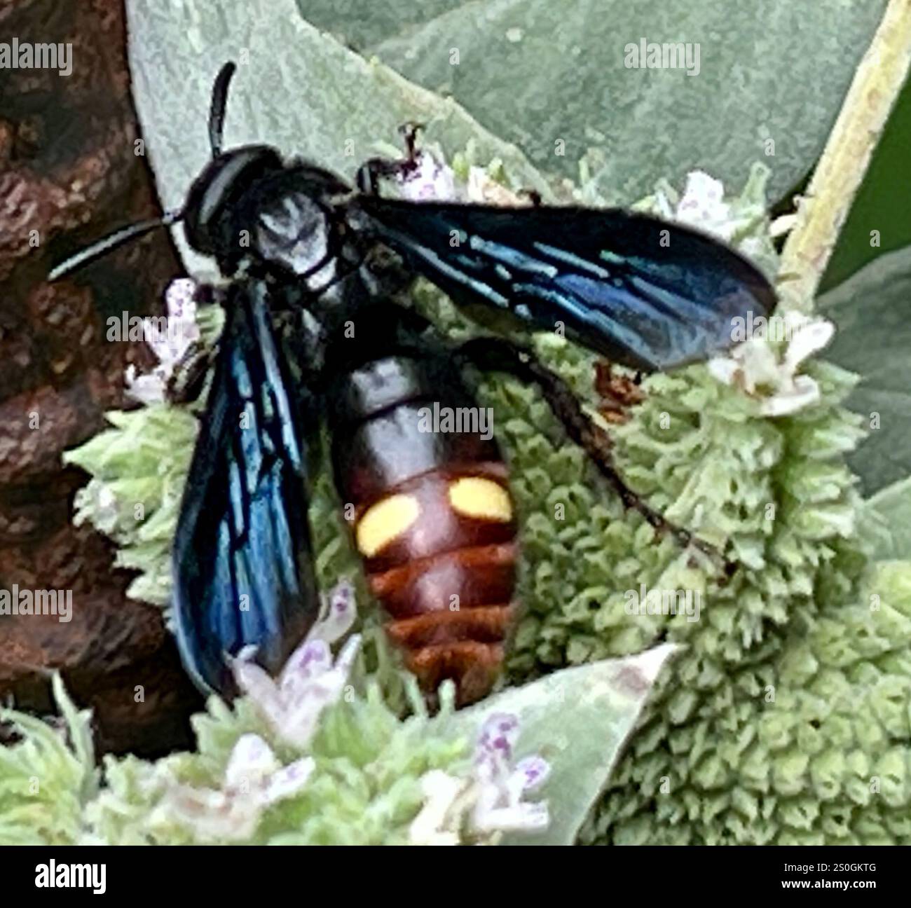 Blue-winged Scoliid Wasp (Scolia dubia Stock Photo - Alamy