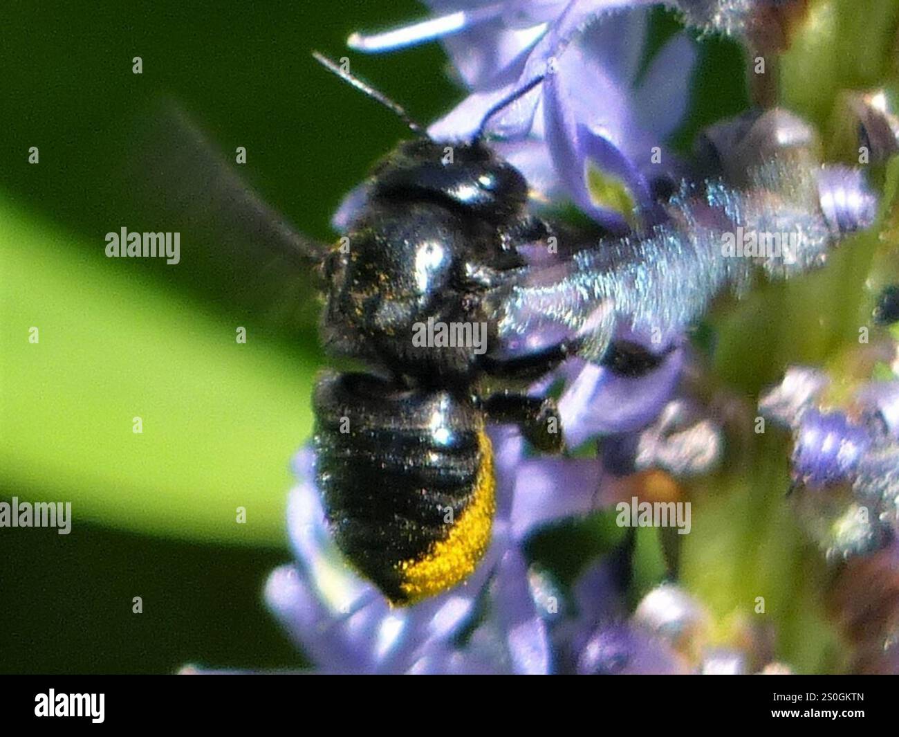 Carpenter-mimic Leafcutter Bee (Megachile xylocopoides Stock Photo - Alamy