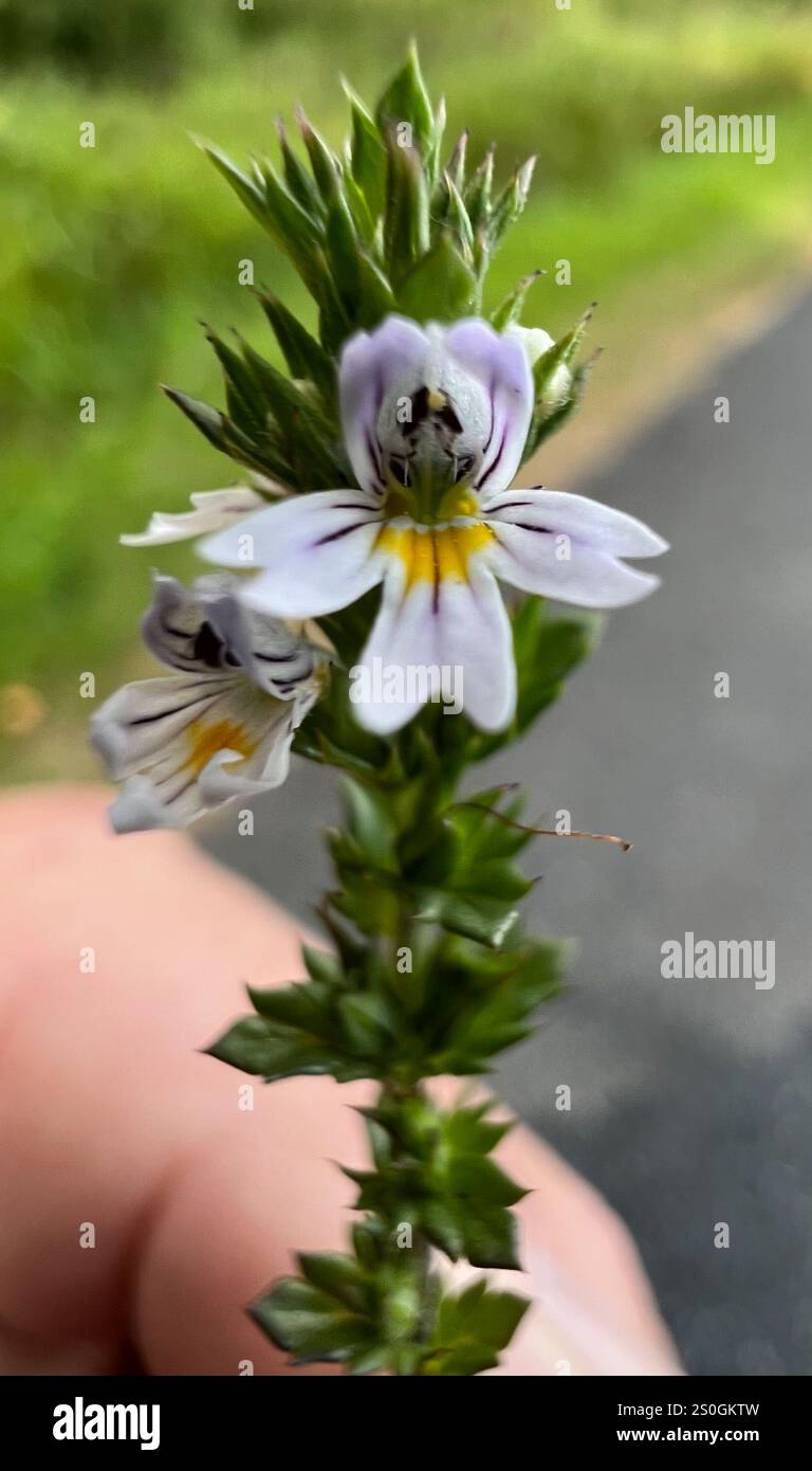 Common Eyebright (Euphrasia nemorosa Stock Photo - Alamy