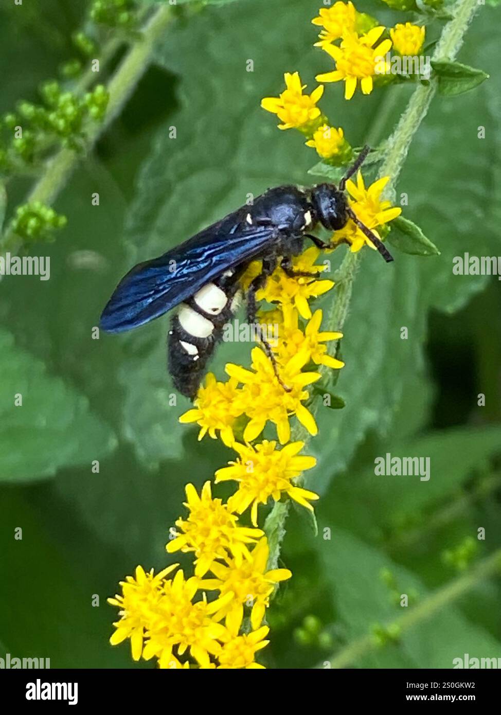 Double-banded Scoliid Wasp (Scolia bicincta Stock Photo - Alamy