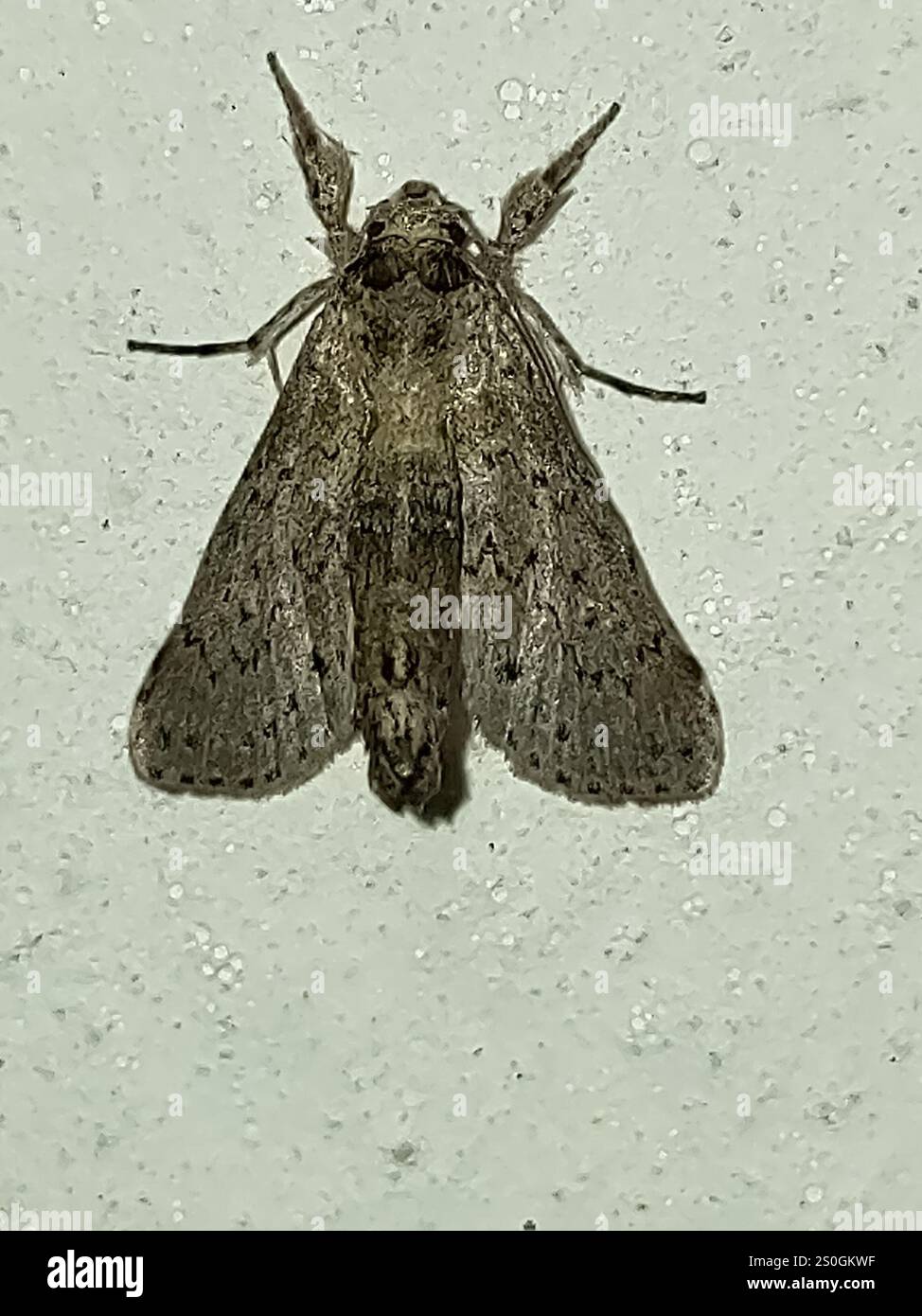 Owlet Moths and Allies (Noctuoidea Stock Photo - Alamy