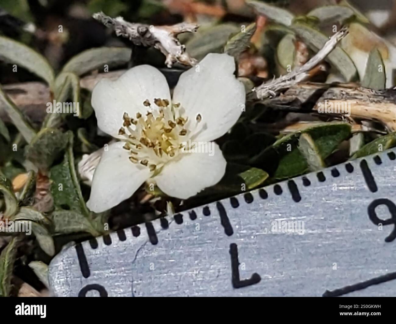 littleleaf mock orange (Philadelphus microphyllus Stock Photo - Alamy