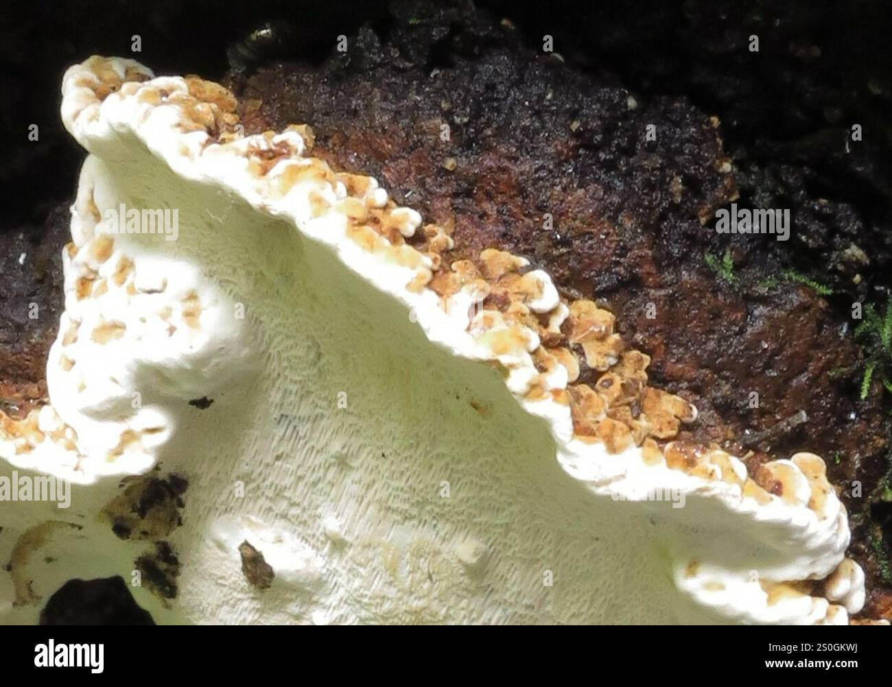 shelf fungi (Polyporales Stock Photo - Alamy